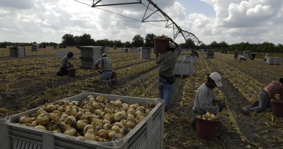 USA: Mass deportation campaign by US administration creates climate of ...