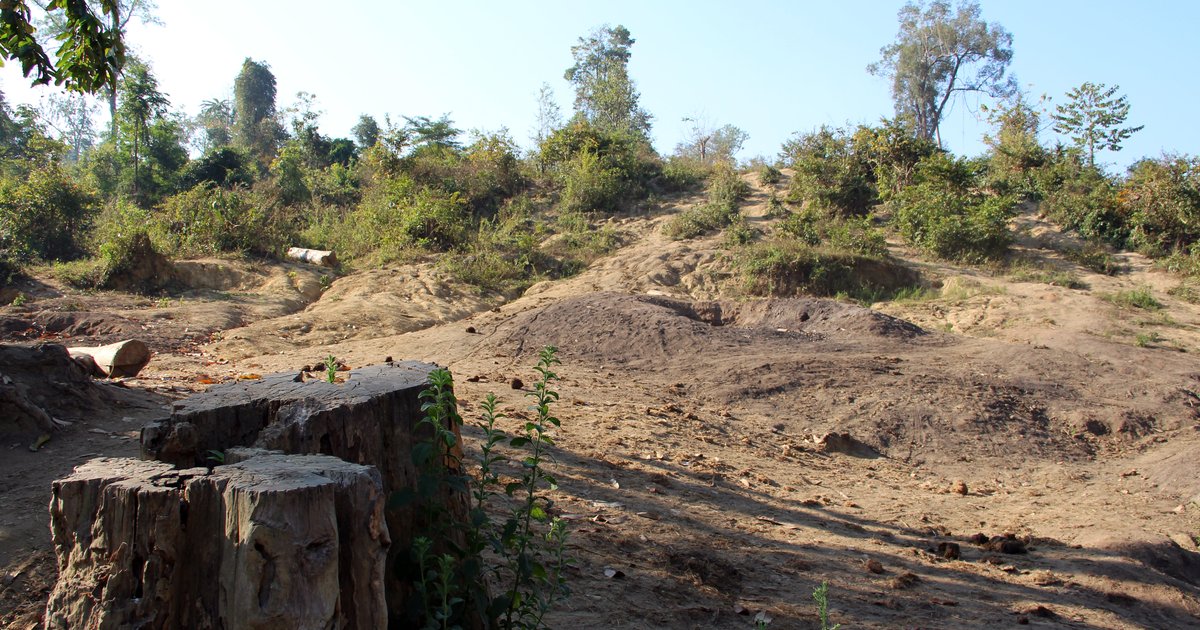Myanmar: Forest conservation at risk as illegal logging intensified ...