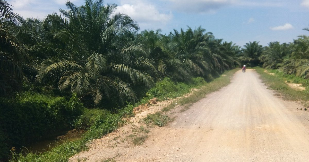 Guatemala: Dirigentes maya Q’eqchi’ temen expansión de cultivos de ...