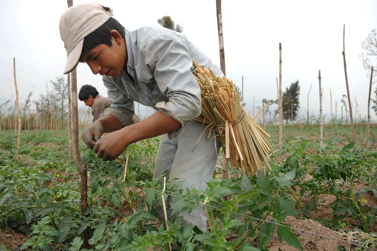 Europe: Agricultural workers underpaid, exploited and put at risk ...