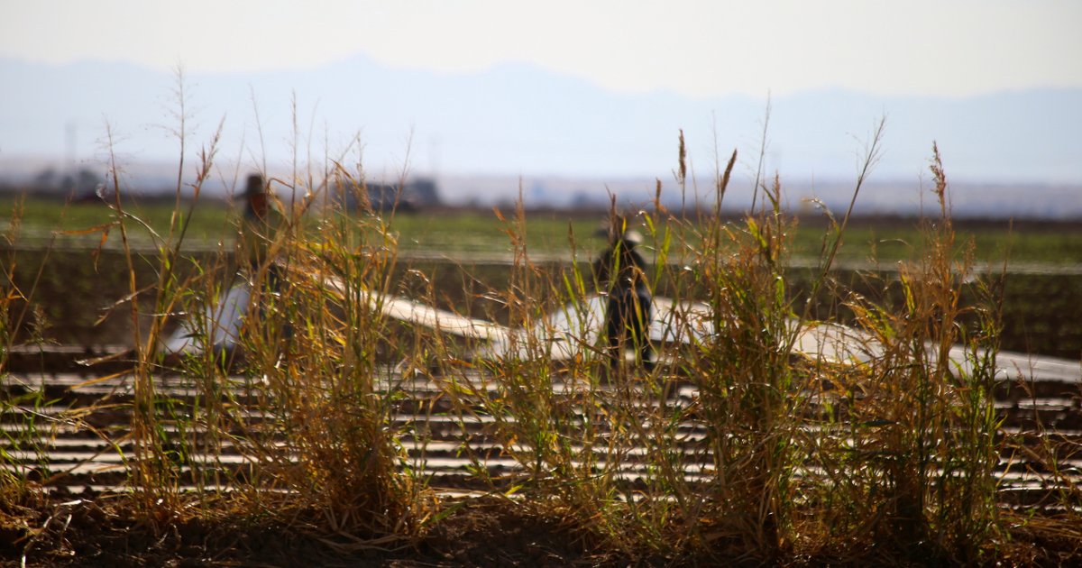 The relations between climate change and child labour in agriculture ...