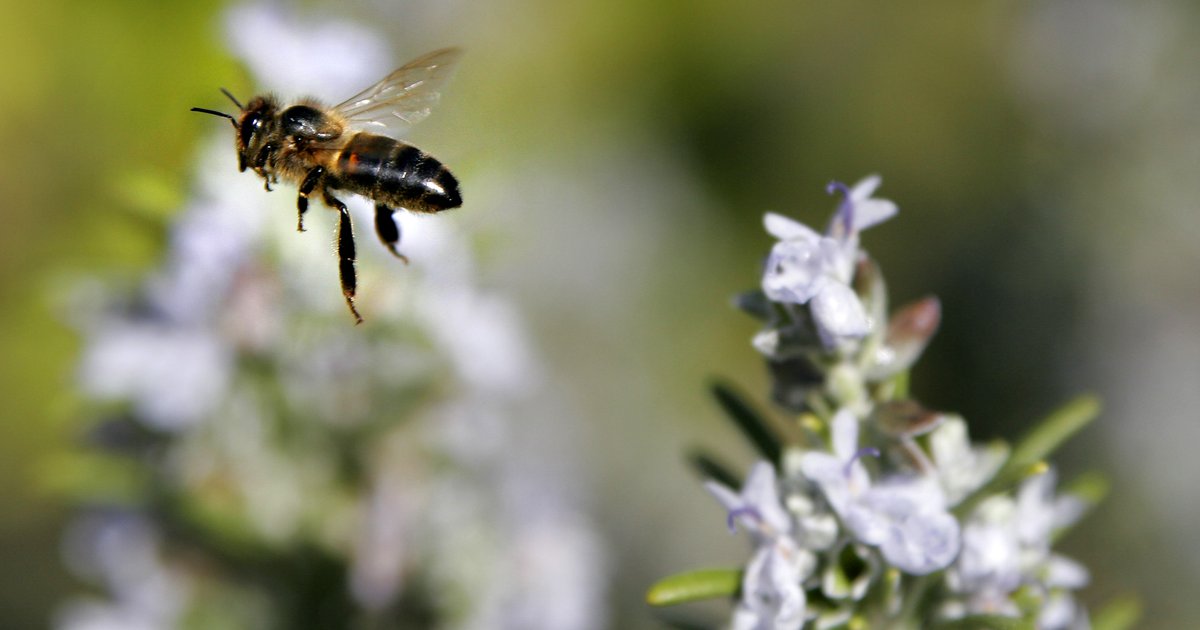 México: Acusan a Granos y Vegetales de Yucatán por uso de agroquímicos ...