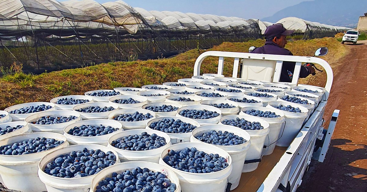 Berry industry blues: Labour rights in Mexico's supply chains ...