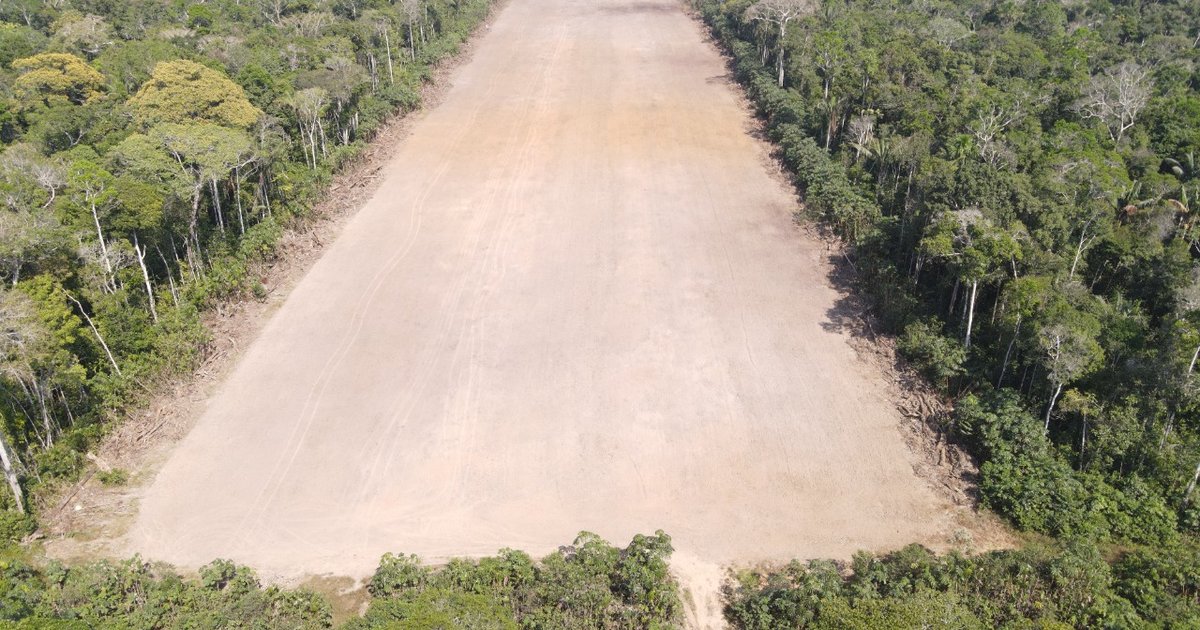 México: Tala ilegal y minería por empresas extractivistas y crimen ...