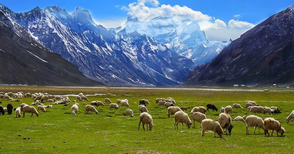 India: Changpa pastoralists in Ladakh fear loss of land and livelihood ...