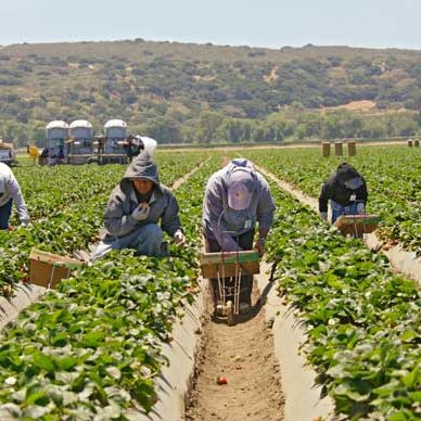 USA: C.W. Hendrix Farms could have prevented the death of Mexican ...