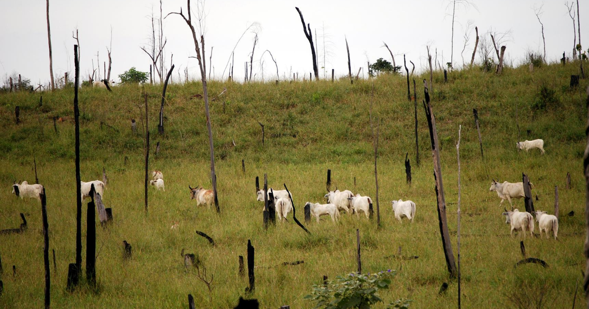Uruguay: Plenario Intersindical de Trabajadores denuncian despidos ...