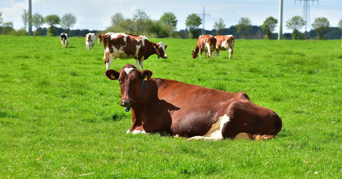 USA: Workers allege abuse on farms supplying Hannaford supermarkets ...
