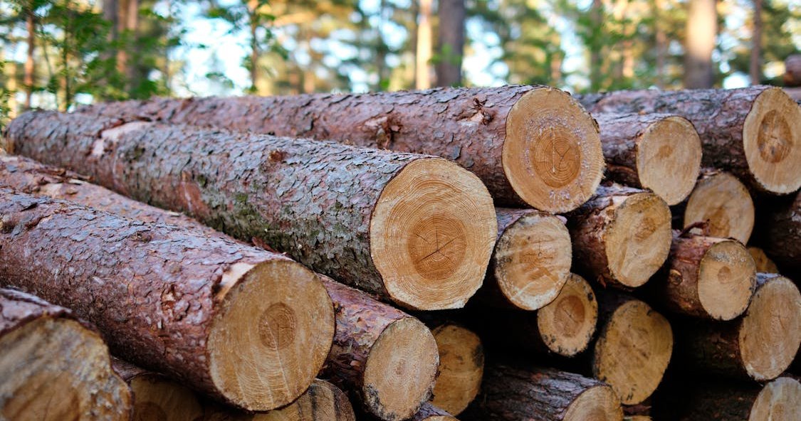 Peru: Activities by logging company Maderera Canales Tahuamanu allegedly harming uncontacted ...