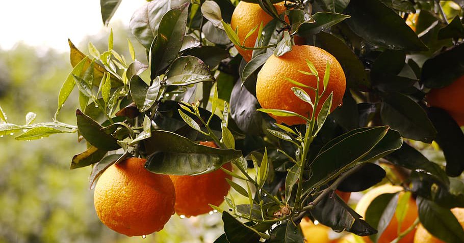 Germany: Supermarkets respond to report alleging widespread labour ...