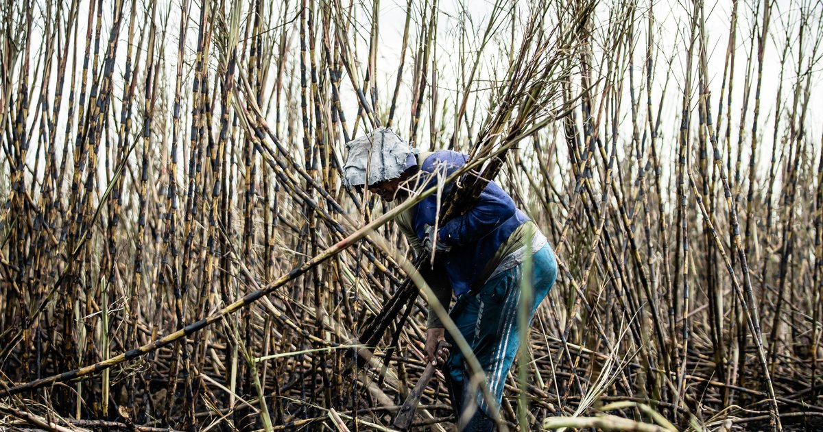USA: Govt. lifts forced labour import ban on Dominican sugar co. with ...
