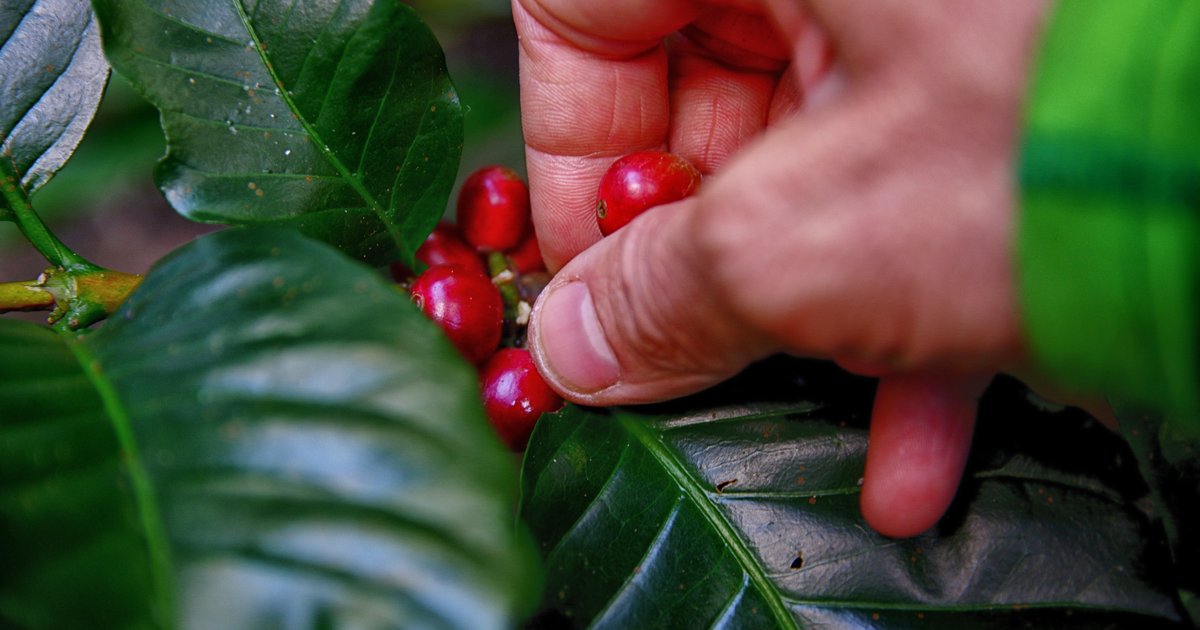 Mexico: Pricing, purchasing practices and poverty cycles for farmers in ...