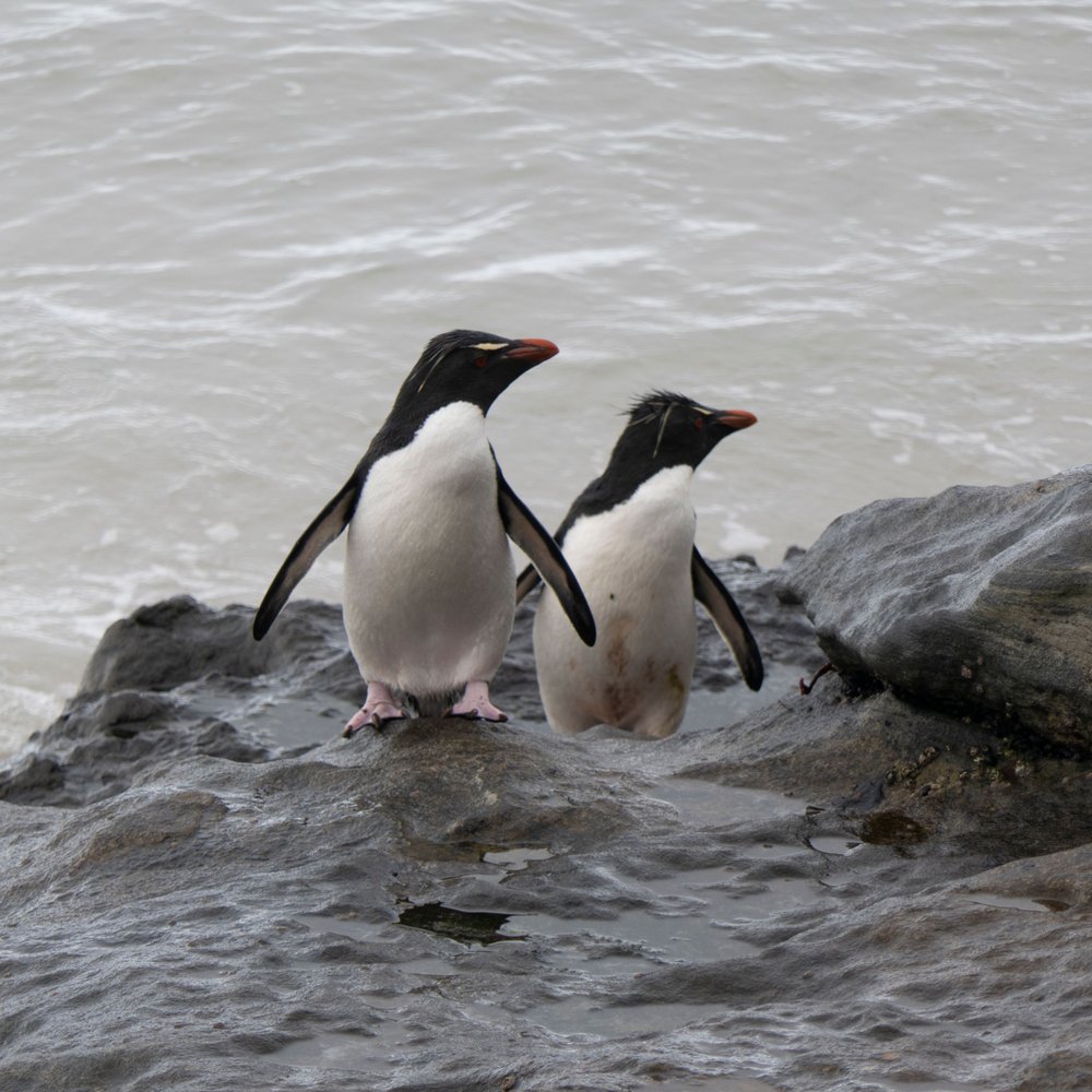 Malvinas Islands: Argentinians file lawsuit against Rockhopper and ...