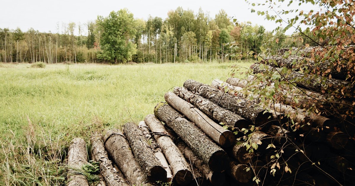 Brazil: Construction of highway to facilitate COP30 traffic leads to ...