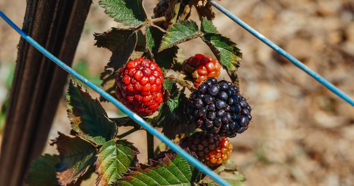 Finland: Thai berry pickers allegedly subject to forced labour ...
