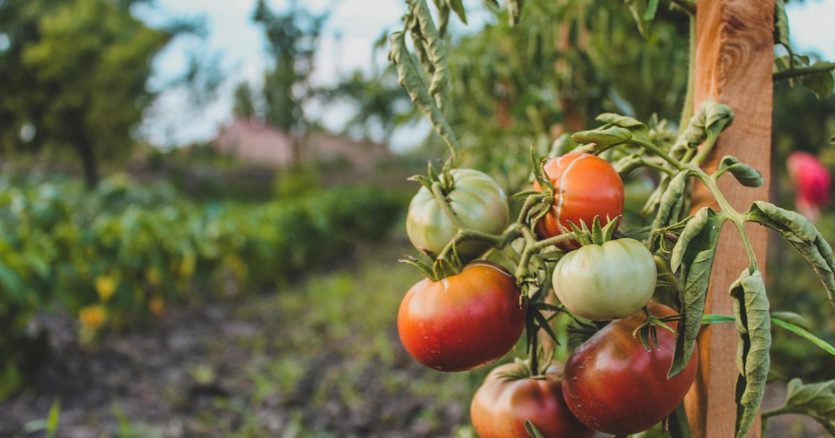 EU: Commission rejects EU Parliament's veto to regulations that allow ...