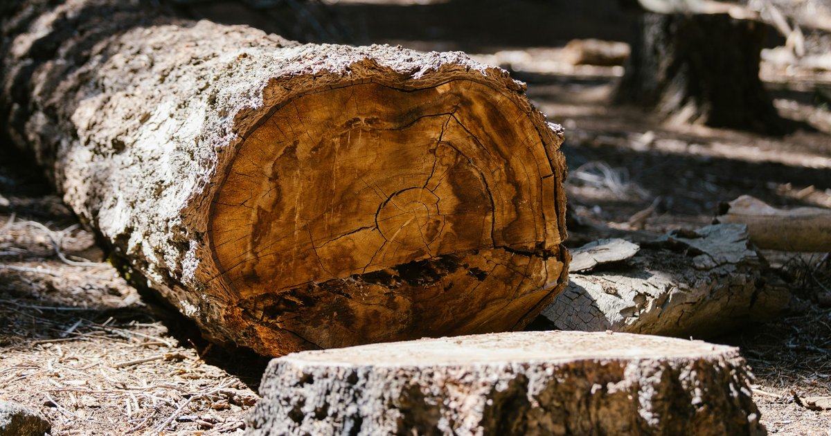 México: La Sierra de Chihuahua pronta a extinguirse por tala excesiva ...