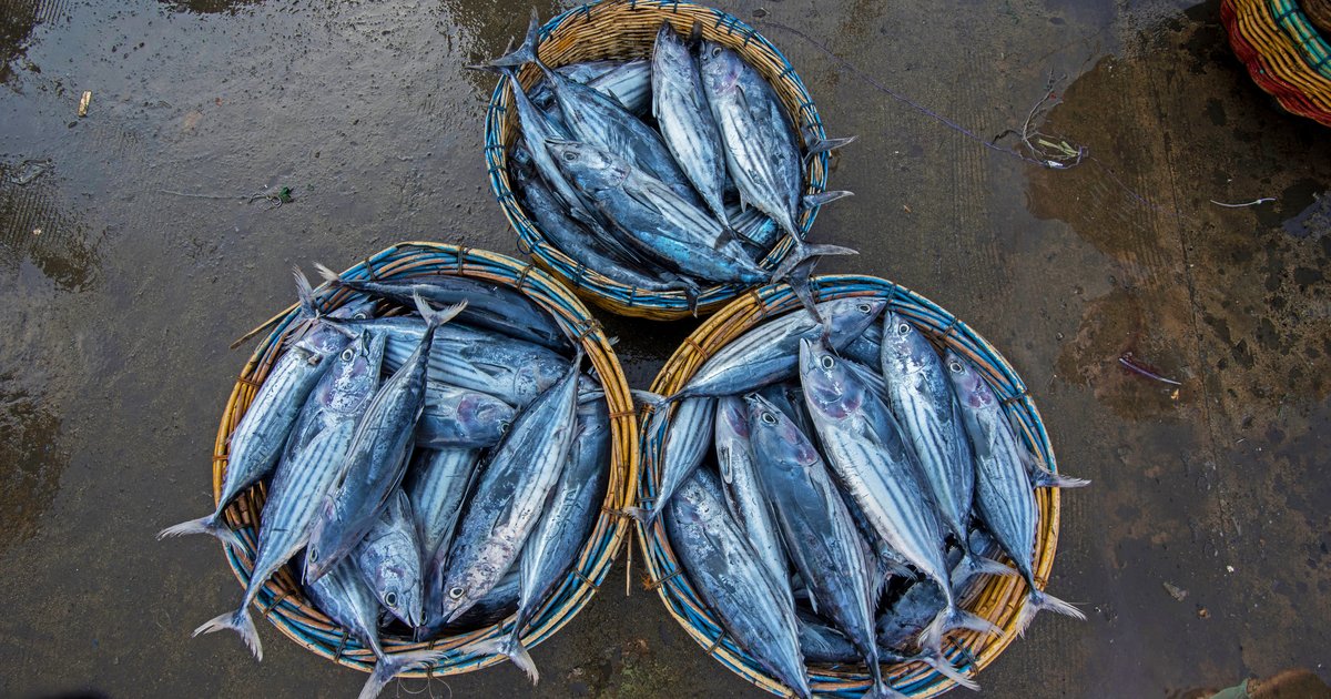 CSO investigation finds FCF's sustainability & human rights promises ...