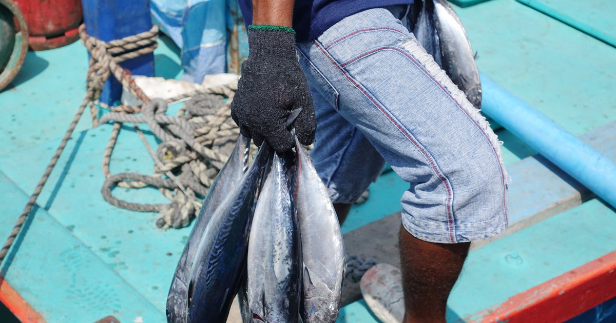 Japan: IUU Forum Japan calls on govt. to strengthen measures against ...