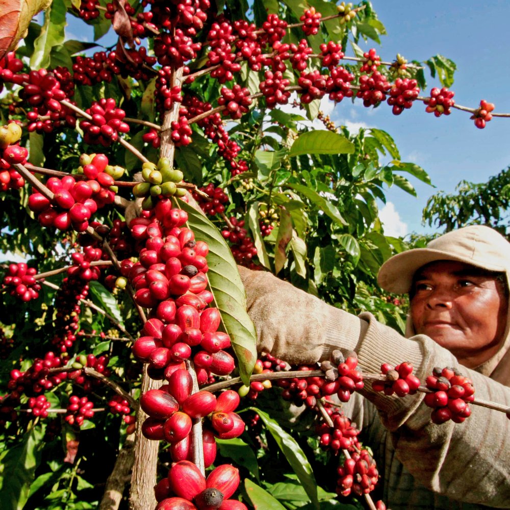 USA: 8 Brazilian workers refile lawsuit against Starbucks in Washington ...