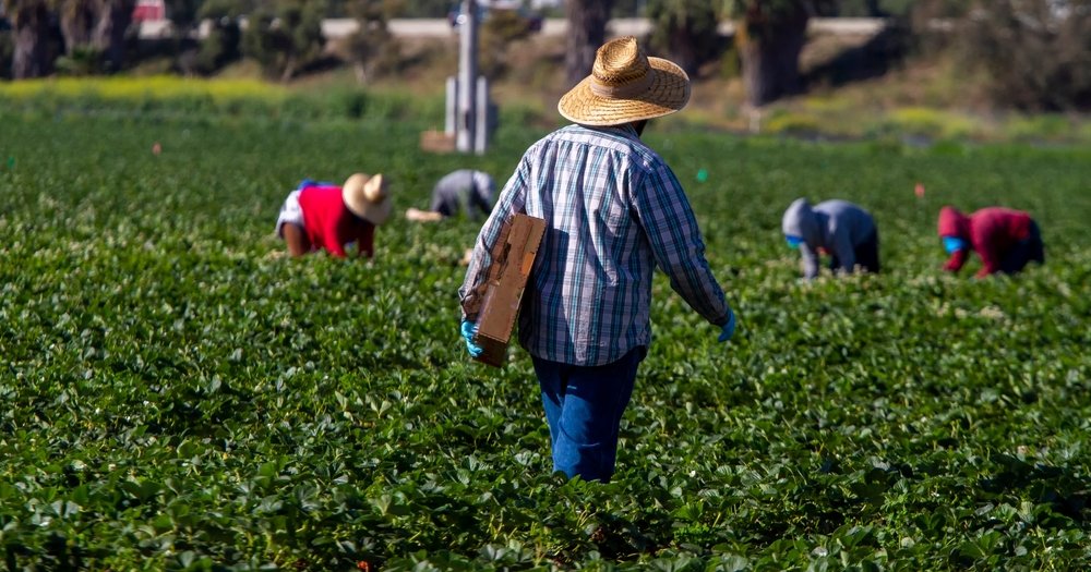 "Not just a number": Tracking migrant worker abuse in global supply ...